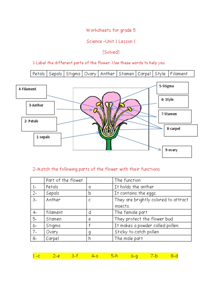 Worksheets For Grade 5 Science 2022 Answers | PDF | Flowers | Fruit