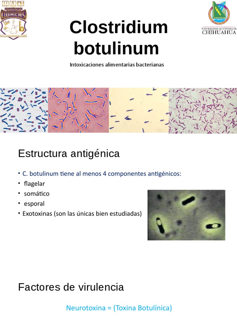 Clostridium Botulinum | PDF | Unión neuromuscular | Bioquímica