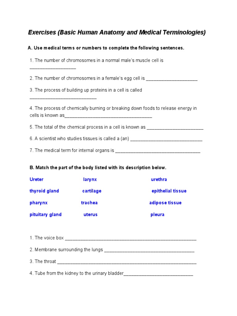 Exercises (Basic Human Anatomy and Medical Terminologies) | PDF | Human ...