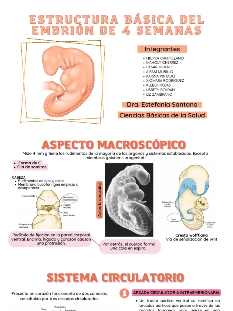 Estructura Básica Del Embrión de 4 Semanas. | PDF | Sistema nervioso | Epitelio