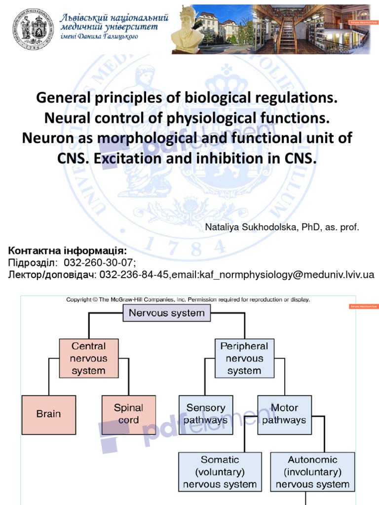 Physiology All Lectures | PDF | Inhibitory Postsynaptic Potential | Chemical Synapse