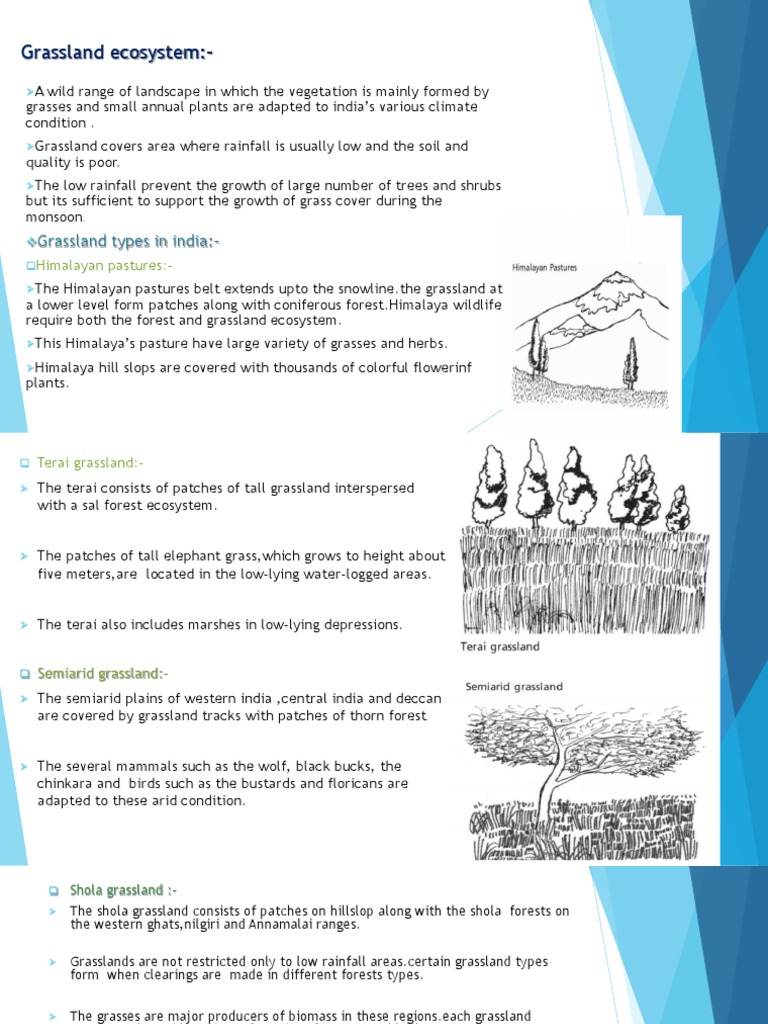 Grassland Ecosystem Pdf Grassland Grazing