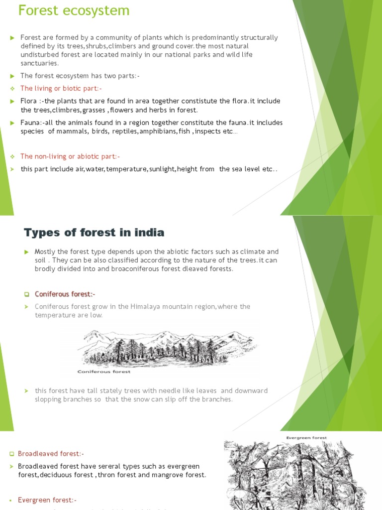 Forest Ecosystem | PDF | Forests | Trees