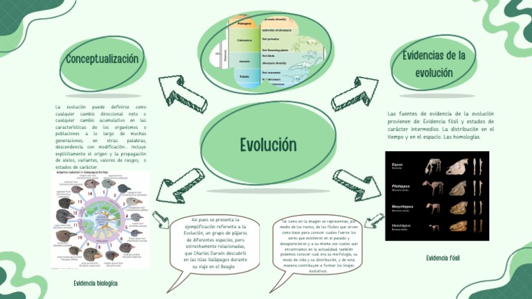 Biología Evolutiva: Qué Es Y Evidencias De La Evolución – NRCBF