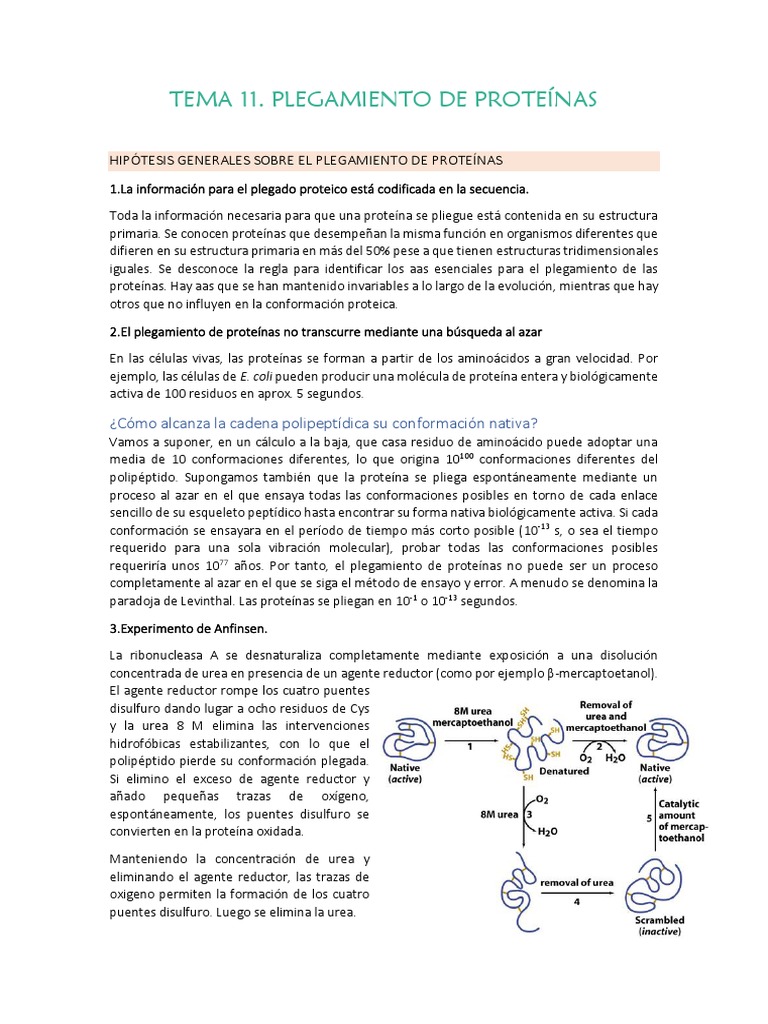 Tema 11 | PDF | Plegamiento de proteínas | Chaperona (Proteína)