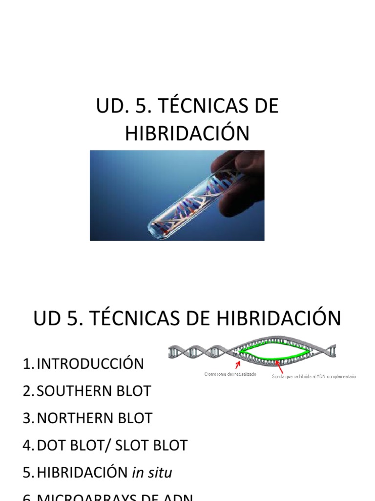 UD5 Técnicas de Hibridación | PDF | Hibridación de ácido nucleico | Hibridación in situ