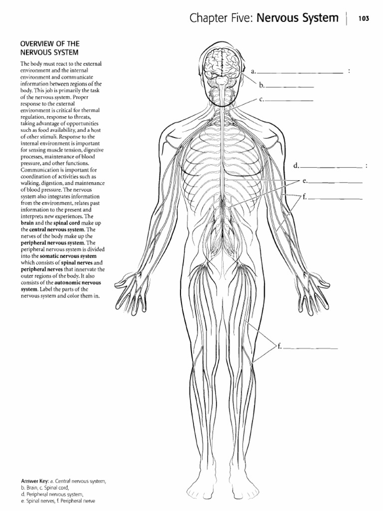 08 Intro Nervous System Coloring Book | PDF | Neuron | Axon