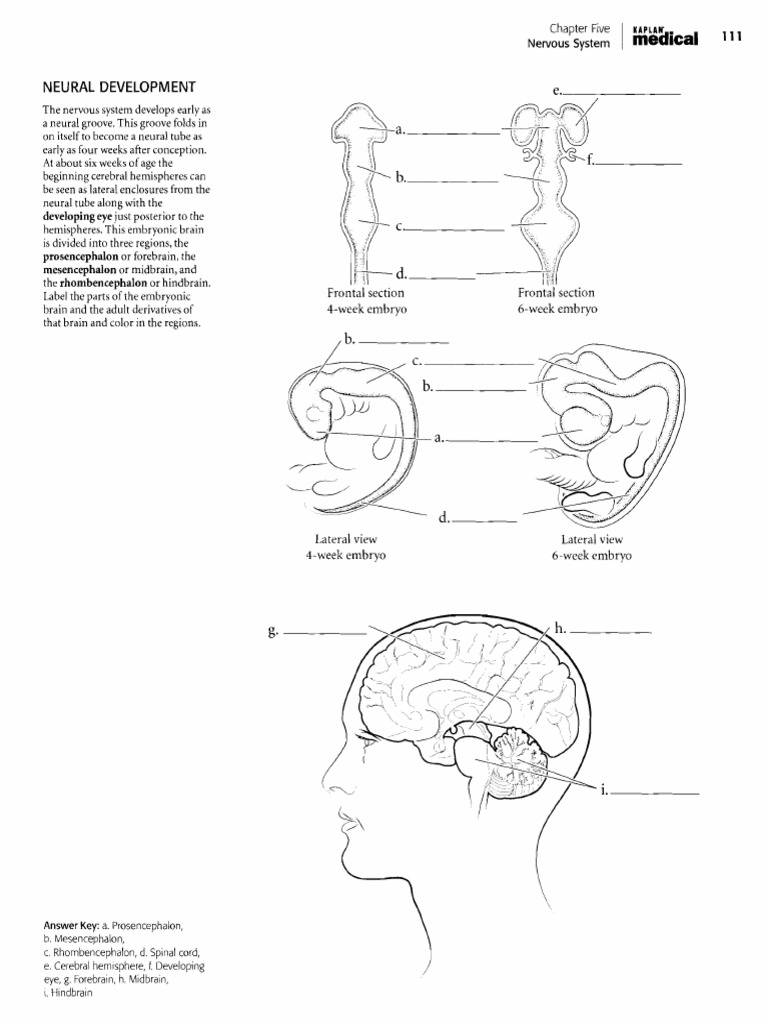 09 Central Nervous System Coloring Book | PDF | Cerebrospinal Fluid ...