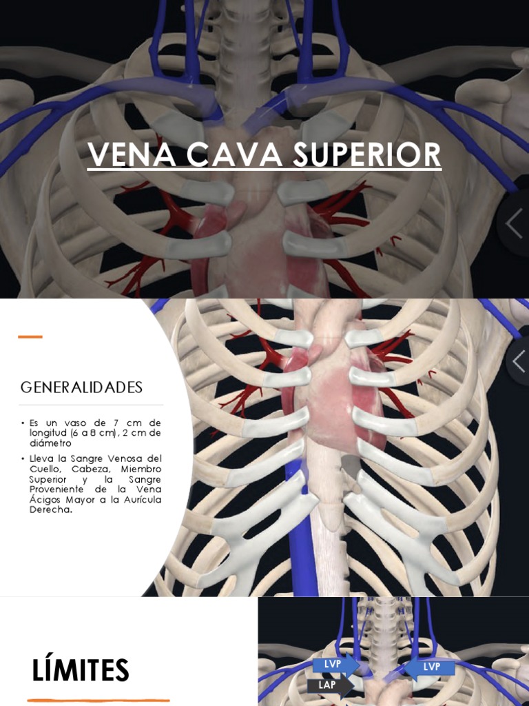 Vena Cava Superior | PDF