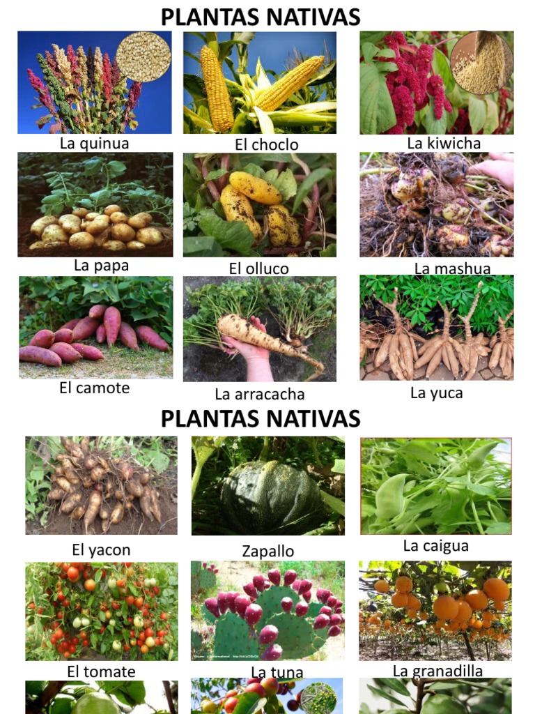 Animales-y-Plantas-Nativas | PDF