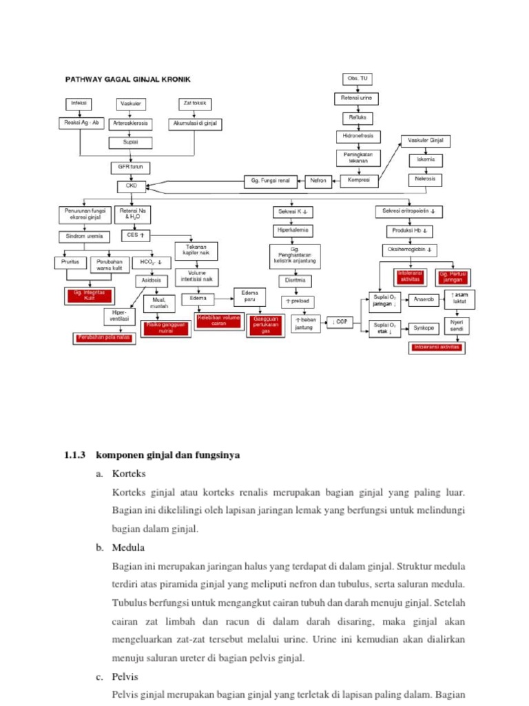 Struktur dan Fungsi Ginjal Manusia | PDF | Kesehatan Holistik
