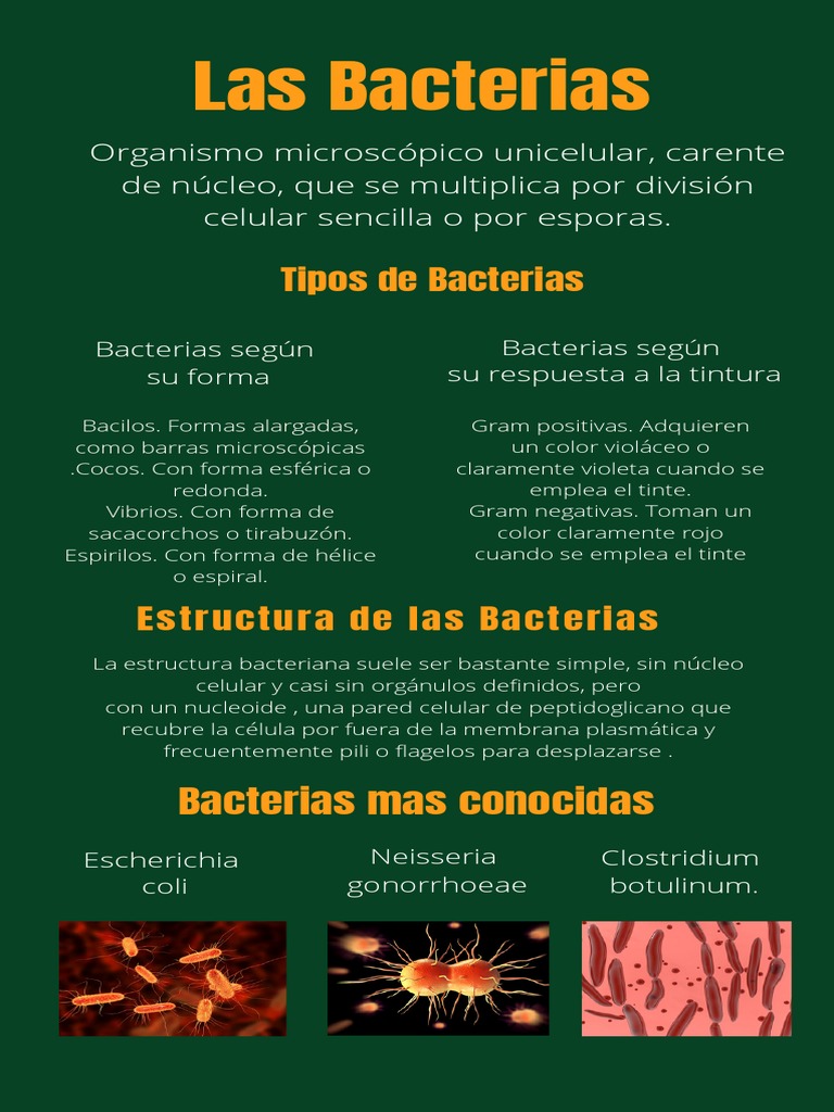 Clasificación y Morfología de Bacterias | PDF