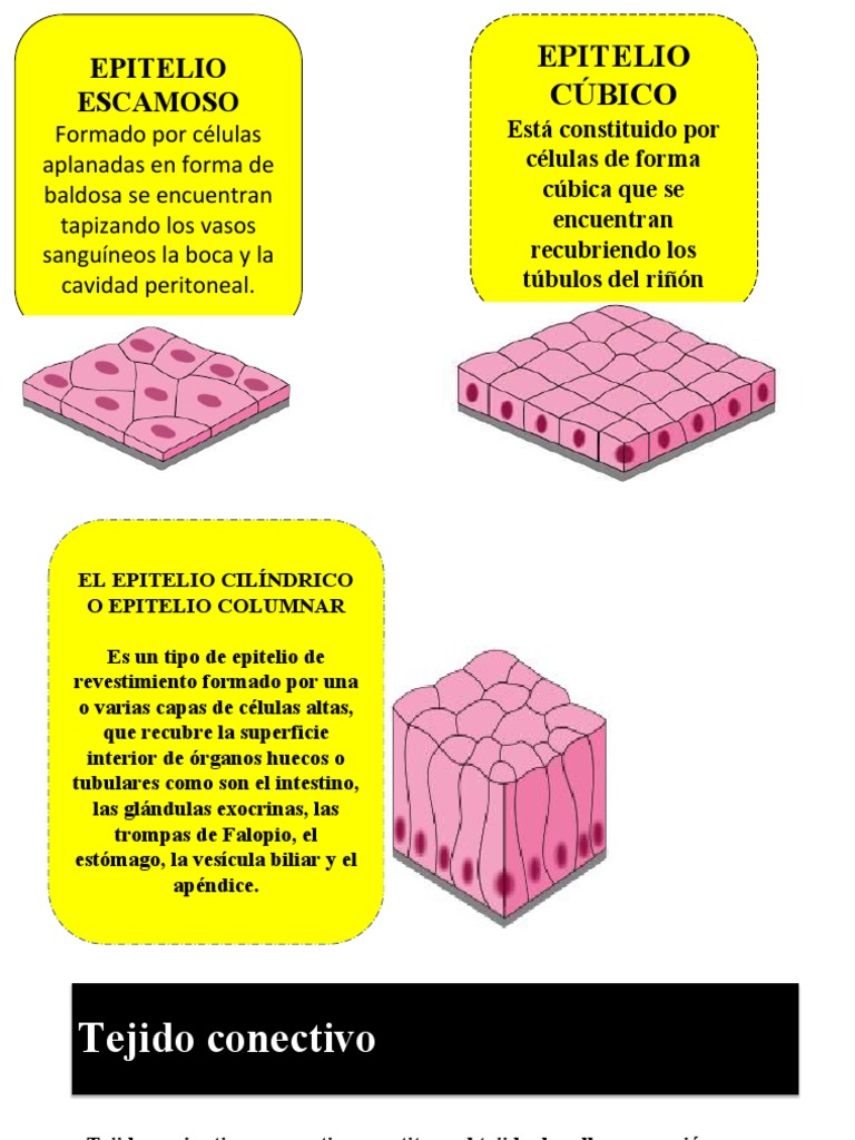tipos de tejidos | PDF