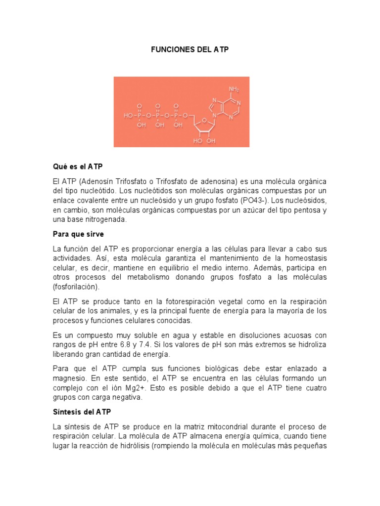 Funciones Del Atp | PDF | Trifosfato de adenosina | Proteínas