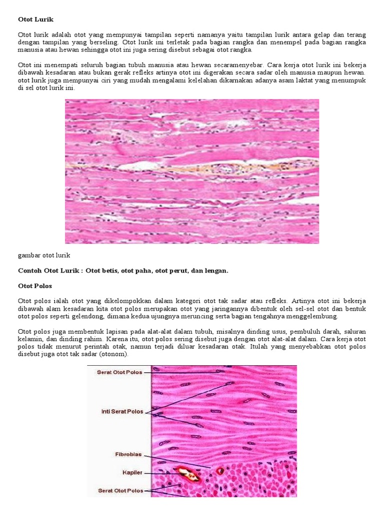 Otot Lurik Polos Dan Jantung | PDF