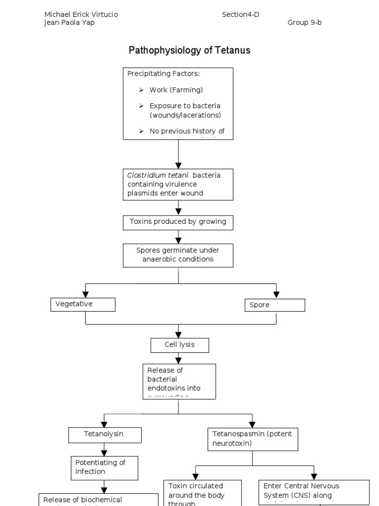 Tetanus Pathophysiology Overview | PDF | Biology | Nervous System