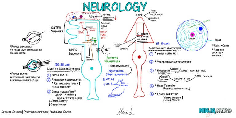 Special Senses) 3. Photoreceptors - Rods and Cones - Key | PDF | Retina ...