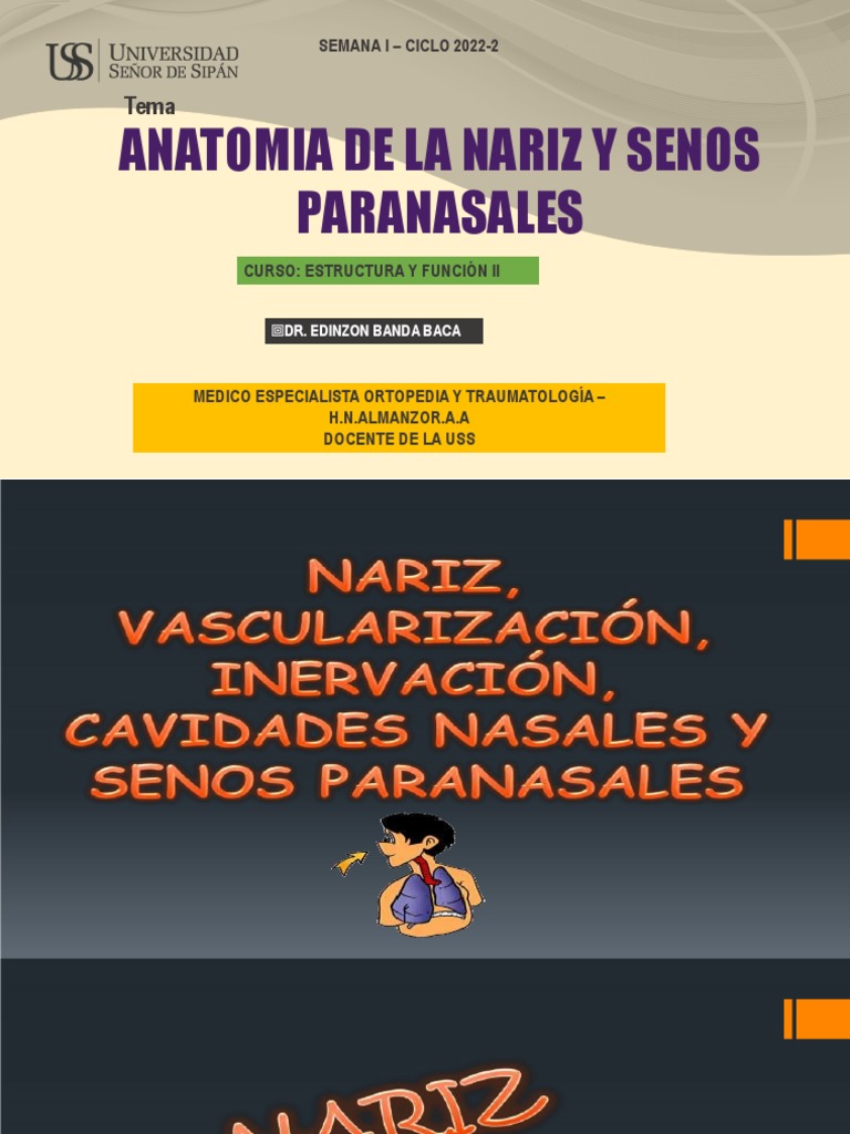 Sistema Respiratorio-Nariz y Senos Paranasales | PDF | Nariz humana | Rinología