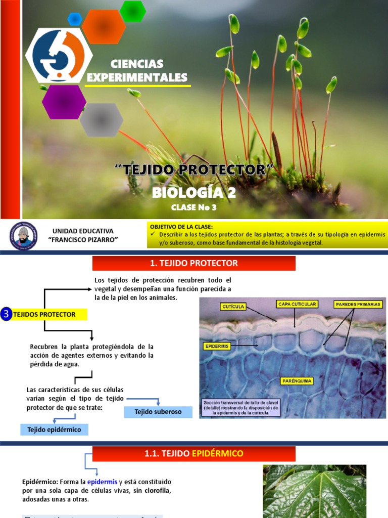 Biologia 2 - Clase 3 - Tejidos Protector | PDF | Zoología | Eucariotas