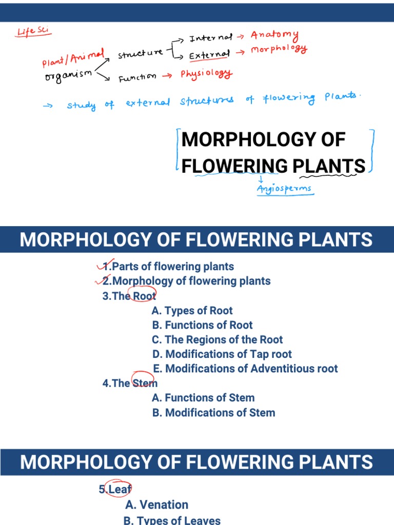 Morphology Notes 1 | PDF | Root | Leaf