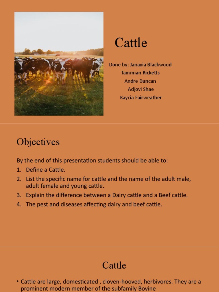 Cattle Types, Care, and Diseases | PDF | Cattle | Dairy Cattle