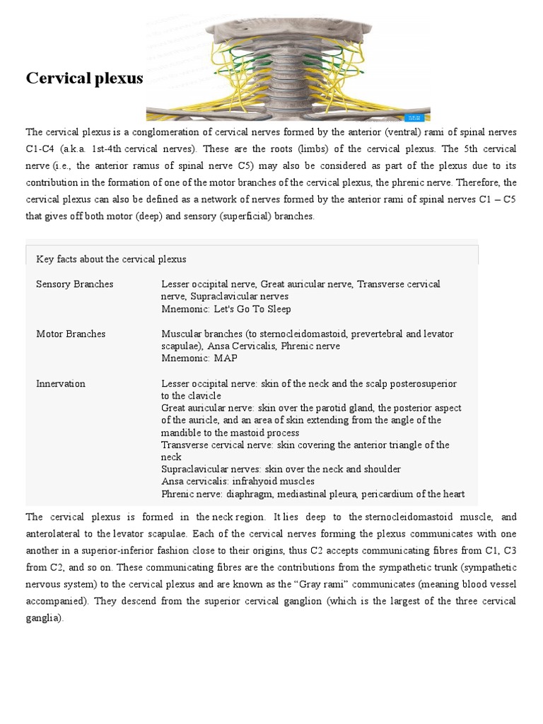Cervical Plexus | PDF | Neck | Nervous System