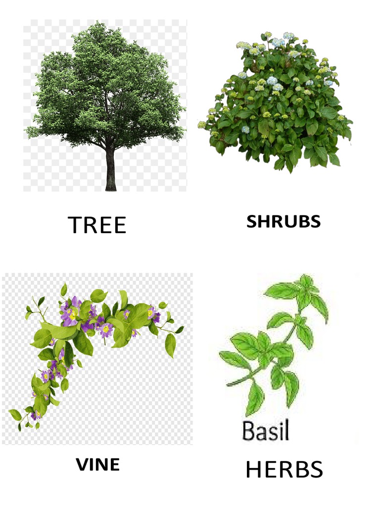 Tree | PDF