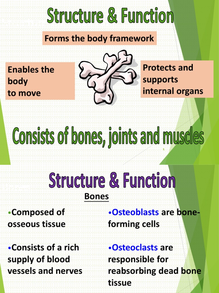 Physical Therapy Medical Terminology | PDF | Bone | Pelvis