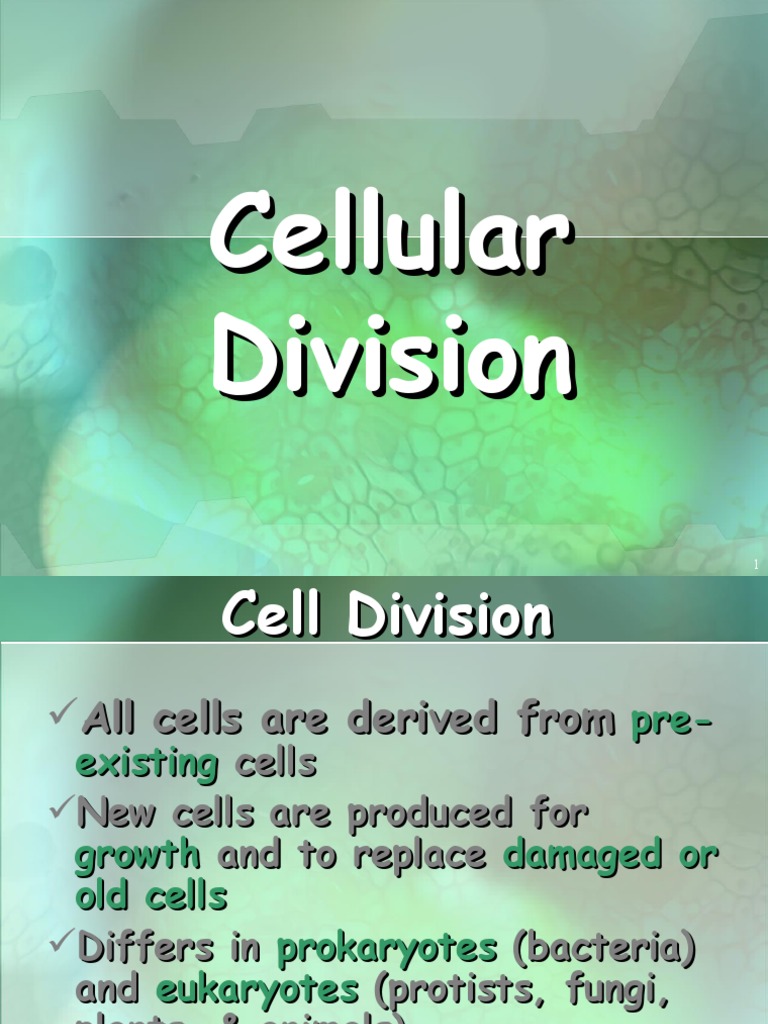 Cell Division: Mitosis vs. Meiosis | PDF | Meiosis | Chromosome