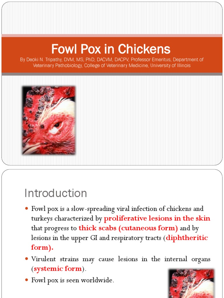 Understanding Fowl Pox and Avian Influenza: A Comprehensive Review of ...