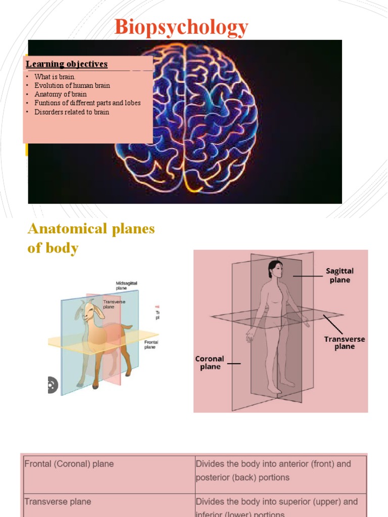 Bio Psychology | PDF | Brainstem | Behavioral Neuroscience