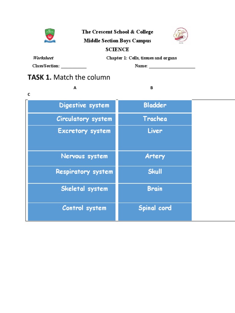 Organ and Organ System | PDF | Human Body | Morphology (Biology)