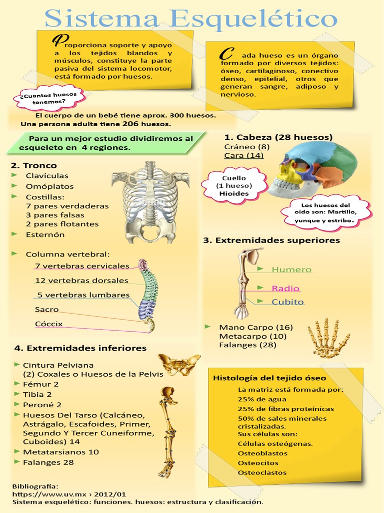 Sitema Esqueletico | PDF | Esqueleto | Hueso