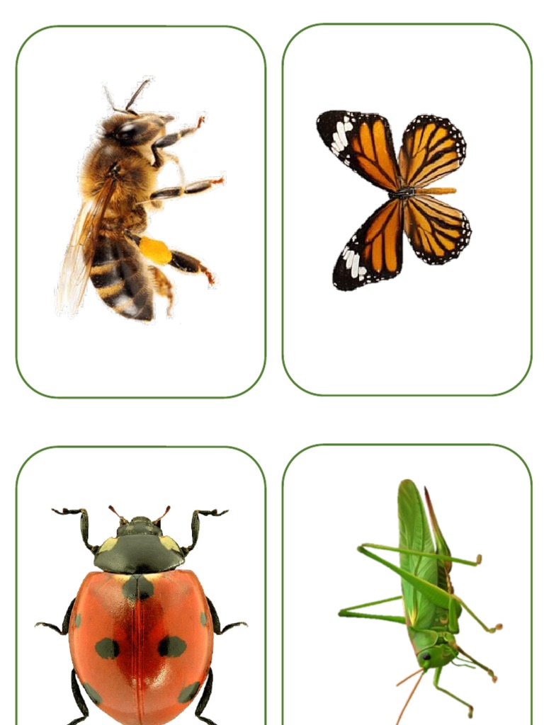 Láminas Insectos | PDF
