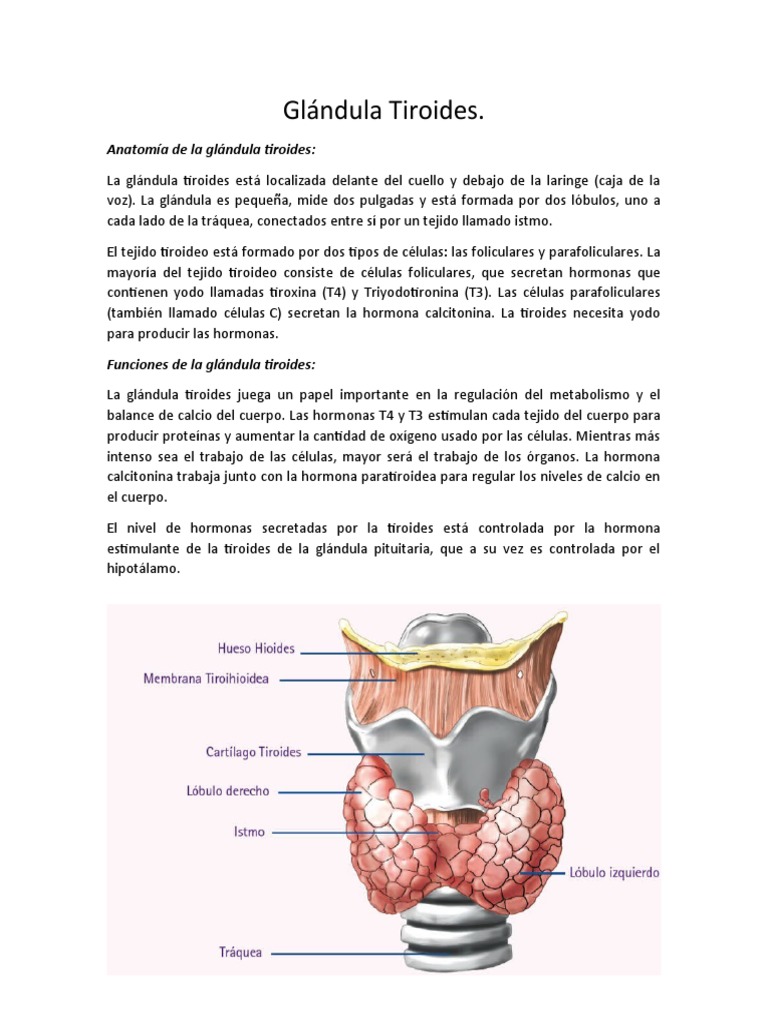 Glándula Tiroides | PDF