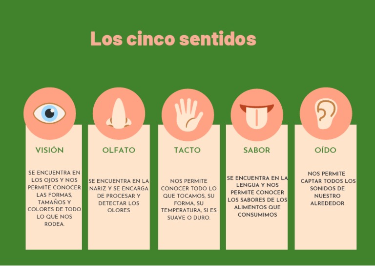 Infografia Cinco Sentidos | PDF | Estudios de idiomas extranjeros