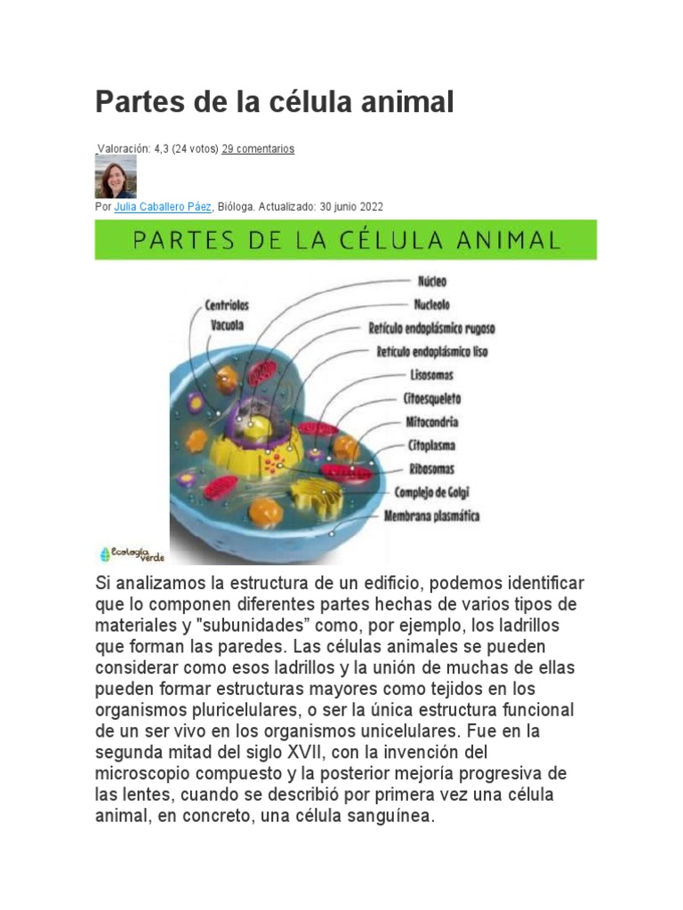 Partes de la Célula Animal y Funciones | PDF | Biología Celular ...
