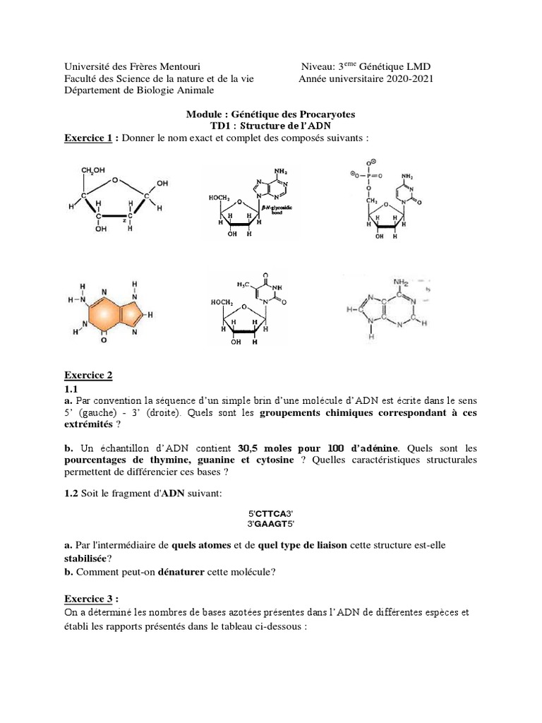 Exercice sur la Structure de l'ADN | PDF | ADN | Paire de bases