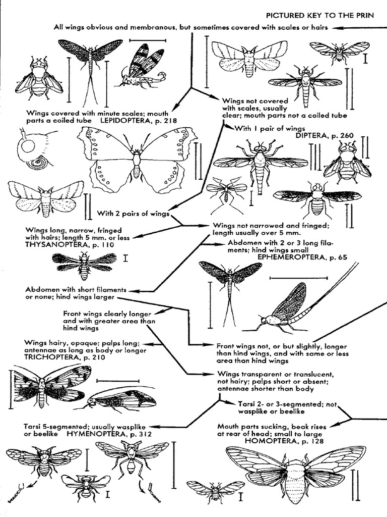 Field Guide To The Insects America North of Mexico | PDF