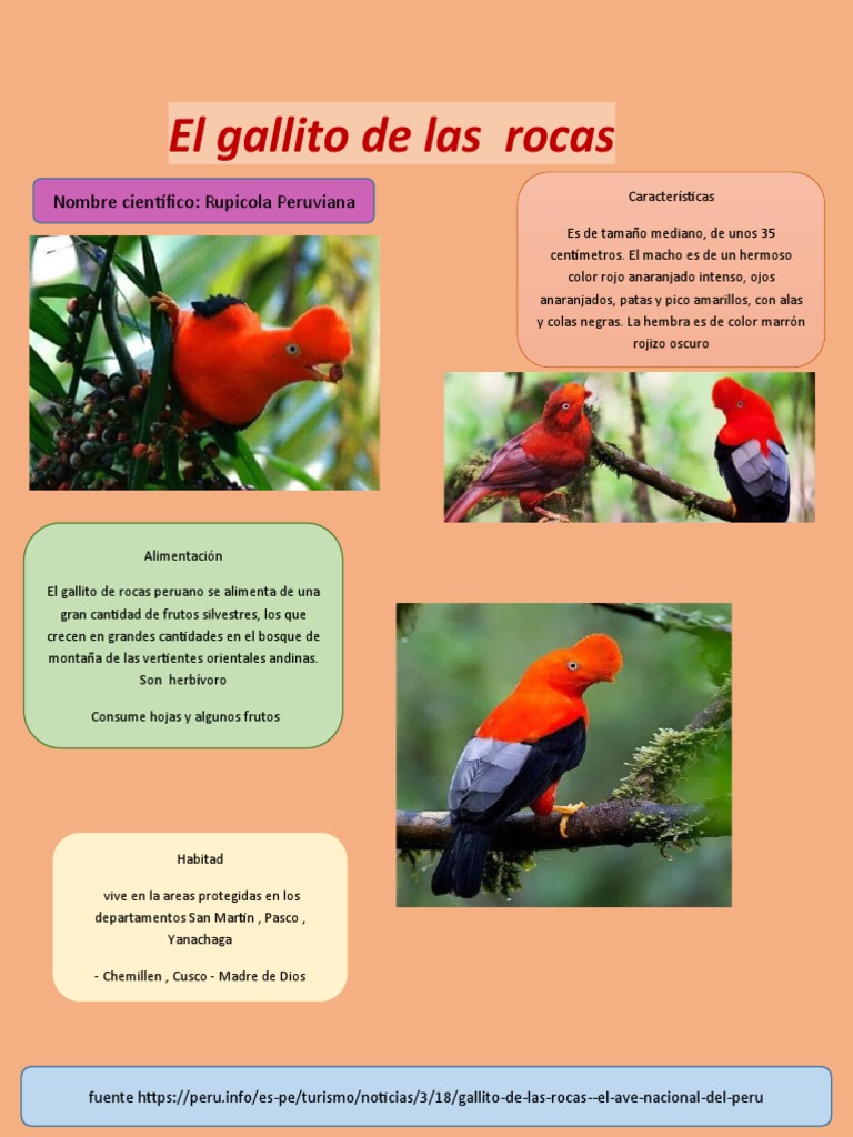 El Gallito de Las Rocas | PDF