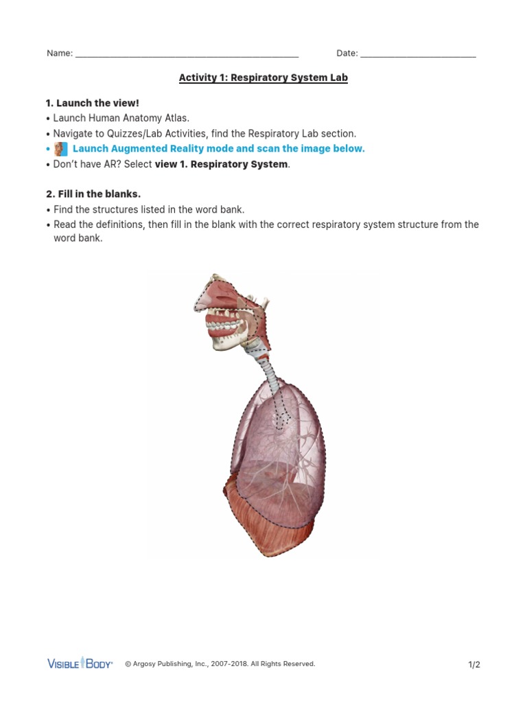 Respiratory Lab Activity | PDF | Respiratory Tract | Respiratory System