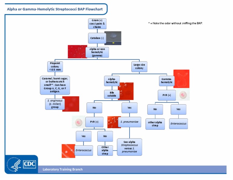 Alpha or GammaHemolytic Streptococci On BAP Flowchart | Download Free ...