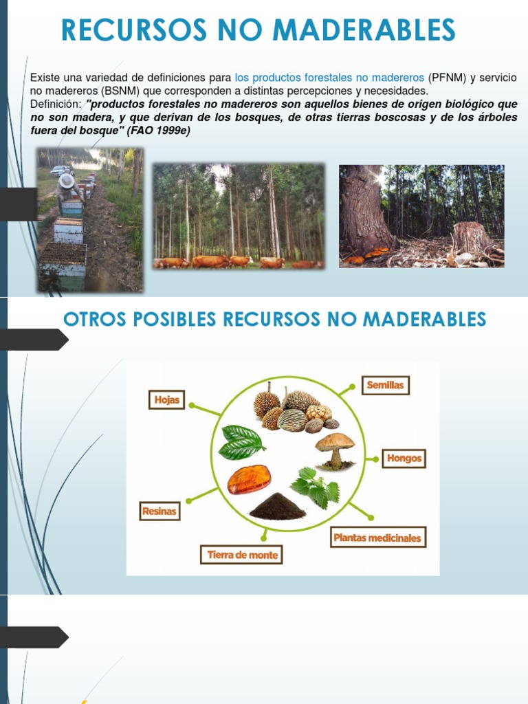 Recursos No Maderables | PDF | Apicultura | Flores
