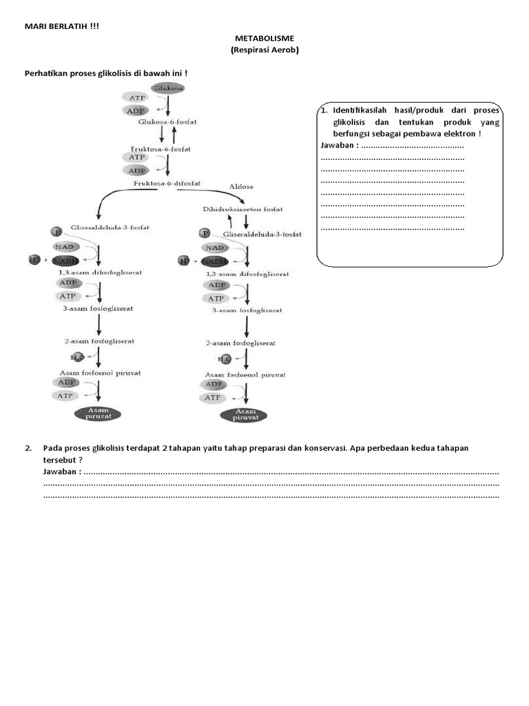 Mari Berlatih Respirasi Aerob | PDF Mari Berlatih Respirasi Aerob | PDF