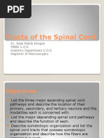 Pyramidal vs Extrapyramidal Tracts | PDF | Neuroscience | Neuroanatomy