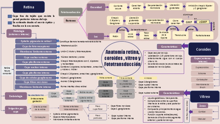 Mapa anatómico de la retina y fototransducción | PDF | Retina | Ojo