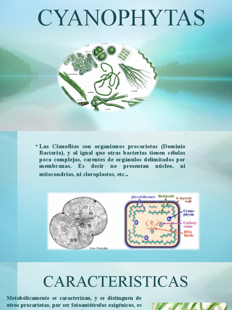 Cianofitas - Vicente Quimi | PDF | Cianobacterias | Fotosíntesis