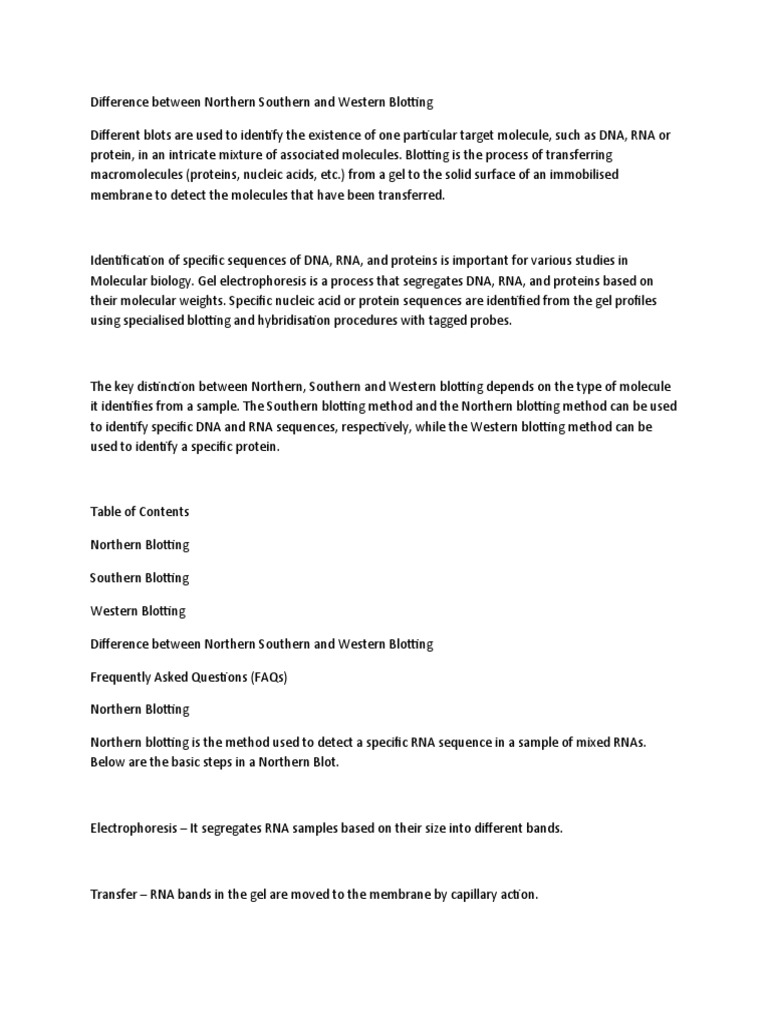 Western Blot-WPS Office | PDF | Blot (Biology) | Northern Blot