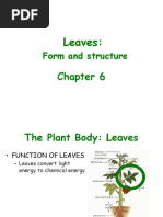 Adaptations of The Leaf For Photosynthesis and Gaseous Exchange | PDF ...