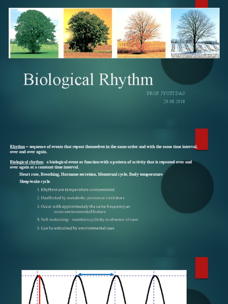 Biological Rhythm | PDF | Circadian Rhythm | Sleep